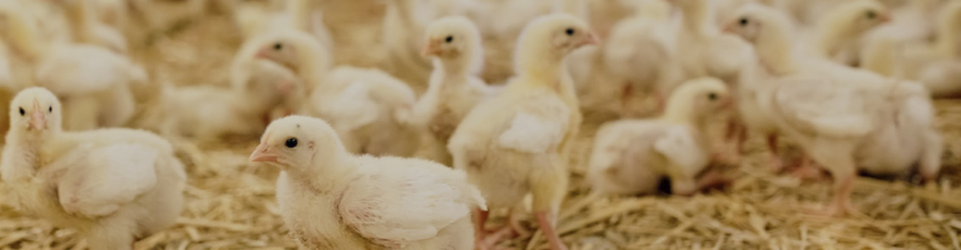 Salmin Plus - Phibro Salud Animal