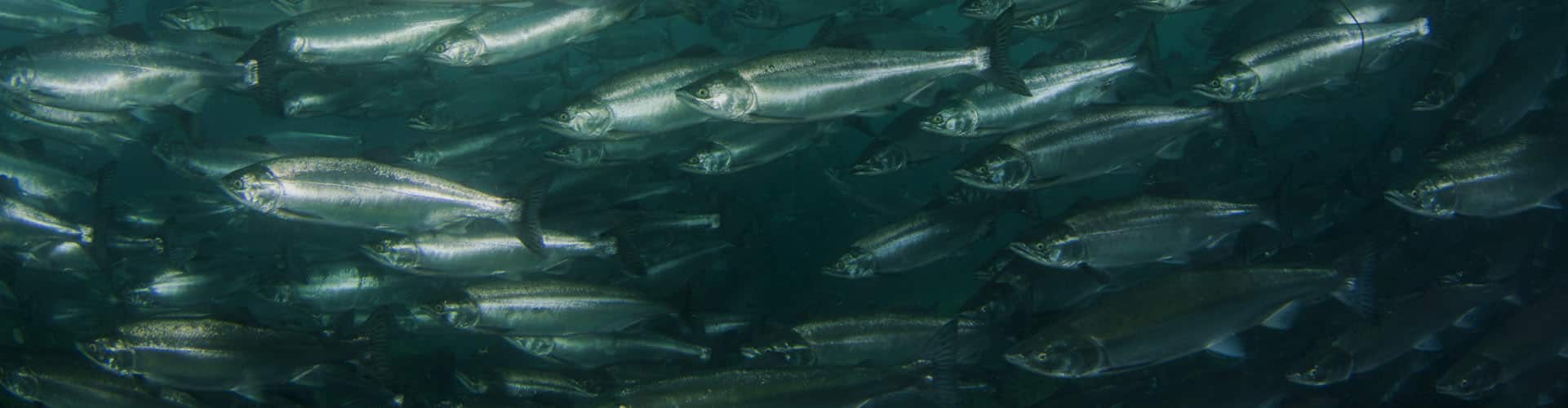 Paq-Gro - Phibro Salud Animal