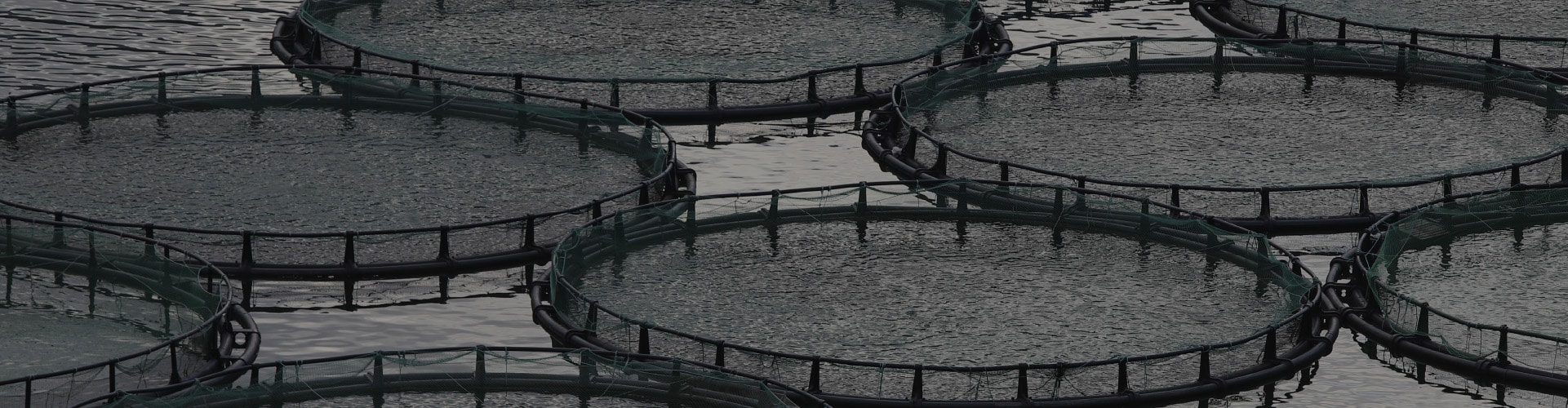 Paq-Tivate - Phibro Salud Animal